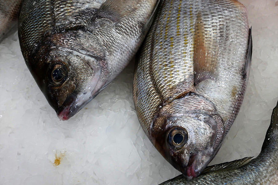 Quels poissons peux-t'on rencontrer le long du littoral du Morbihan
