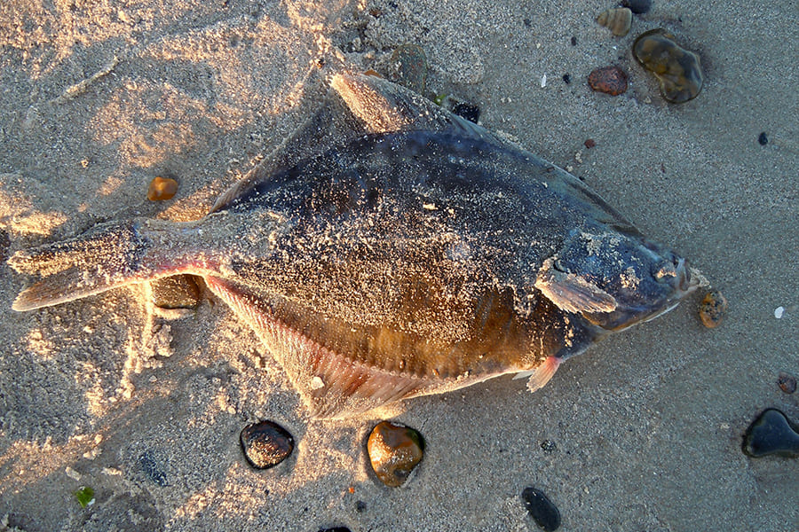Quels poissons peux-t'on rencontrer le long du littoral du Morbihan